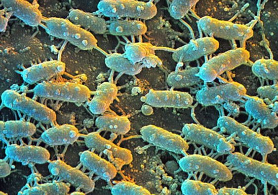 mikroba pangan - Indonesia Environment & Energy Center