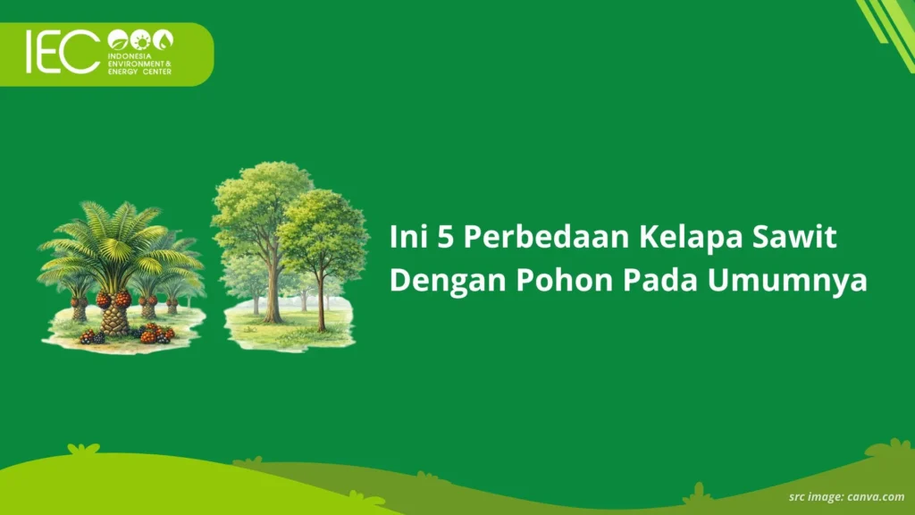 Ini 5 Perbedaan Kelapa Sawit Dengan Pohon Pada Umumnya - Indonesia ...